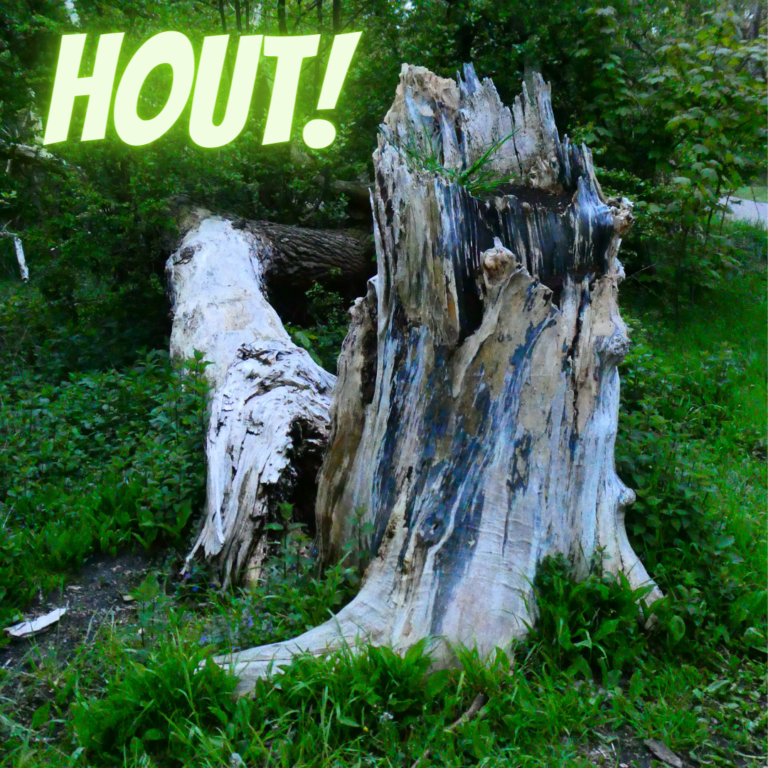 Hout of Houd? - ID Language School for Dutch